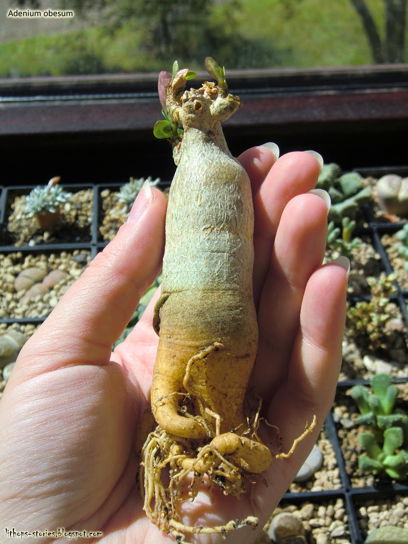Lithops Stories: Adenium (7 pics)
