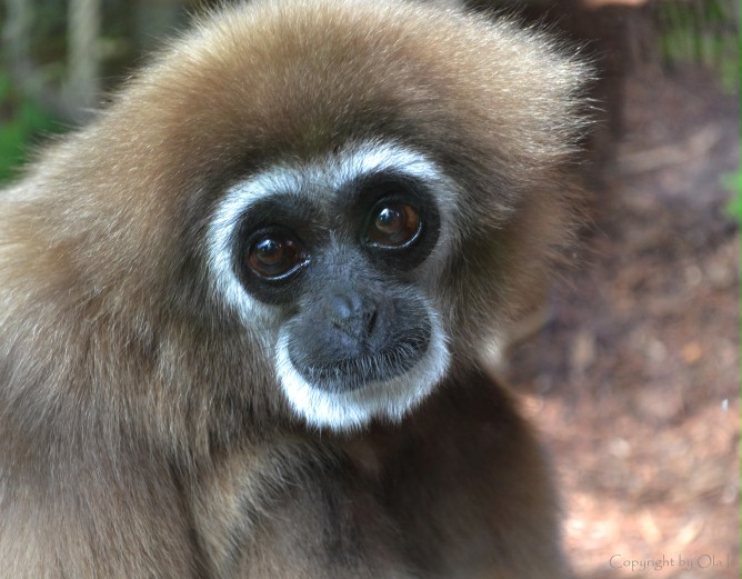 Elifia Delaney: " Czo ten Gibon?