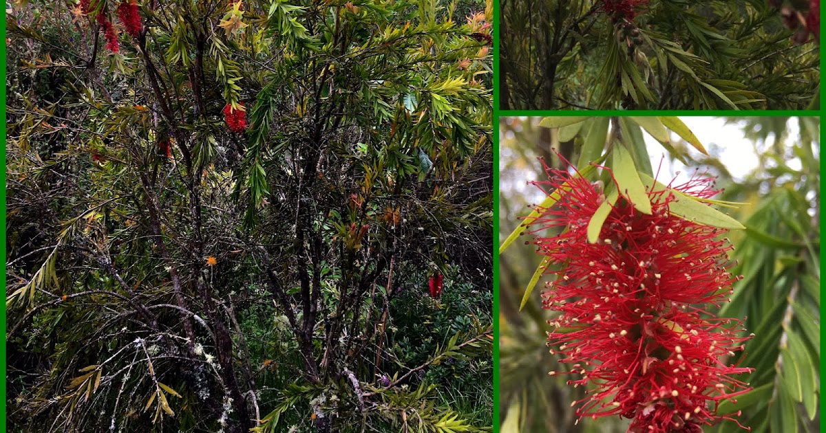 Backtoeden: Calistemo (Callistemon sp.)