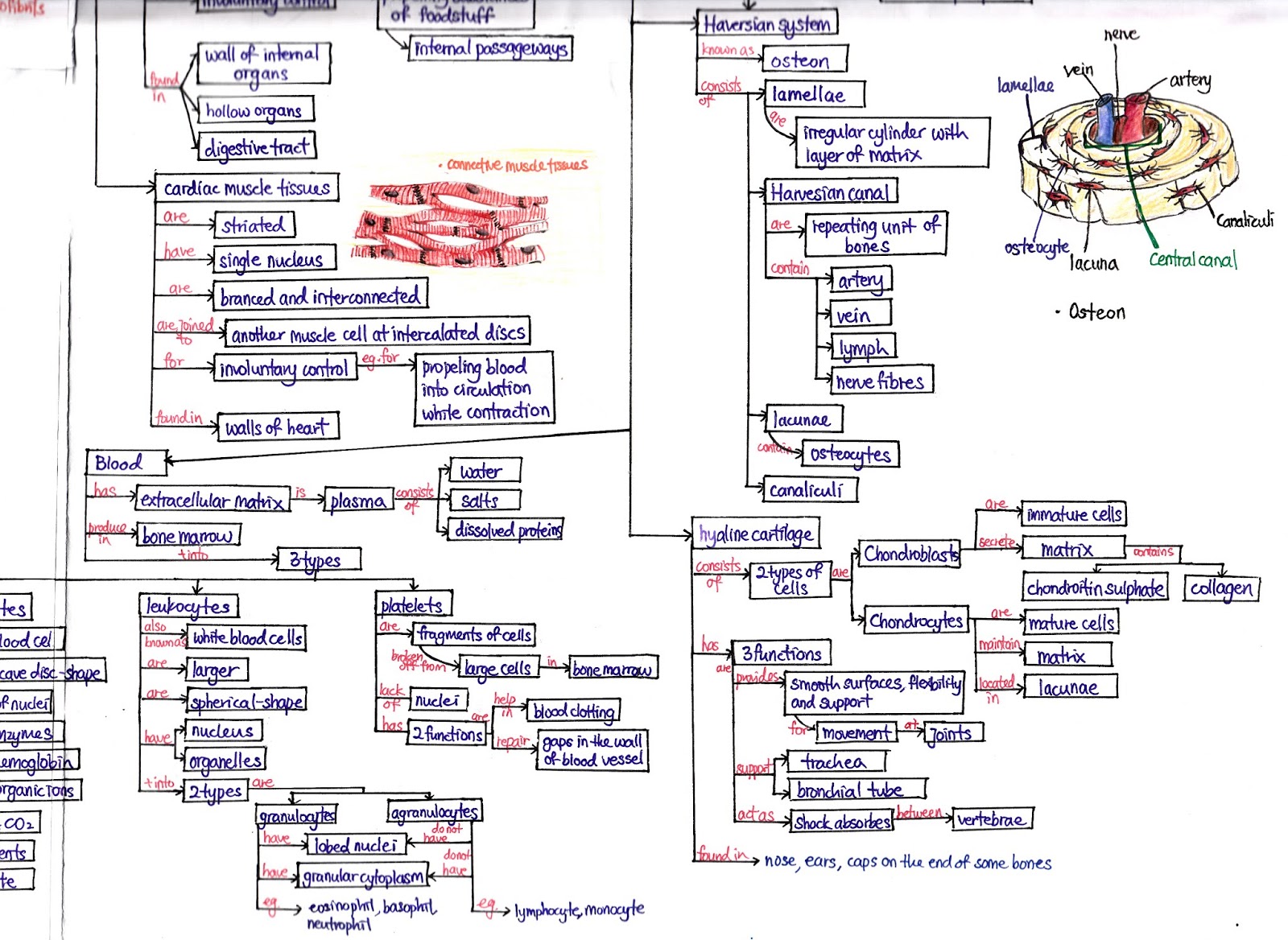 Cell Reproduction Concept Map Answers - Map