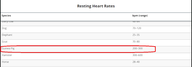 Cavy Savvy: A Guinea Pig Blog: Ask A Guinea Pig: Guinea Pig's Average ...
