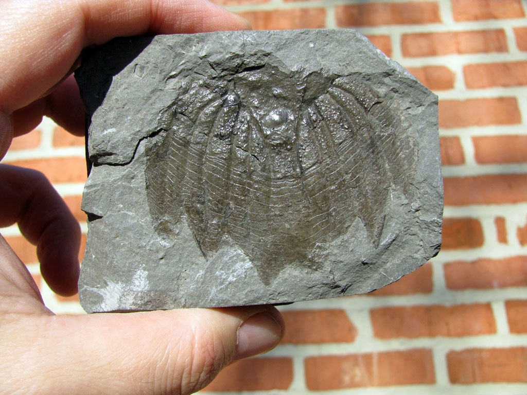 Views of the Mahantango: Arctinurus boltoni trilobite pygidium from the ...