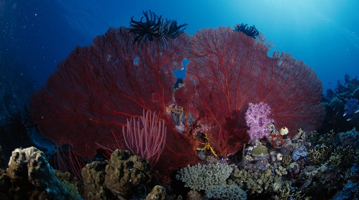 Algas (Alias Protistas): ALGAS ROJAS (RHODOPHYTA)