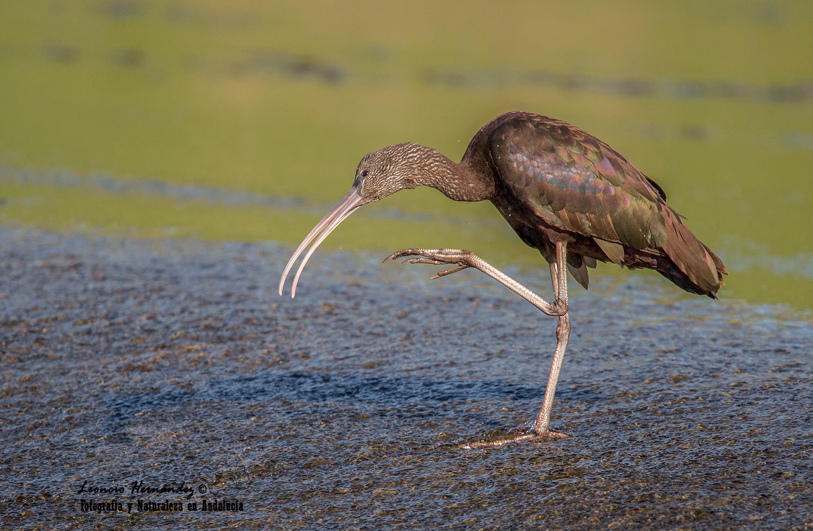 FOTOGRAFÍA Y NATURALEZA EN ANDALUCÍA: AVES-MORITO COMÚN O IBIS EUROPEO ...