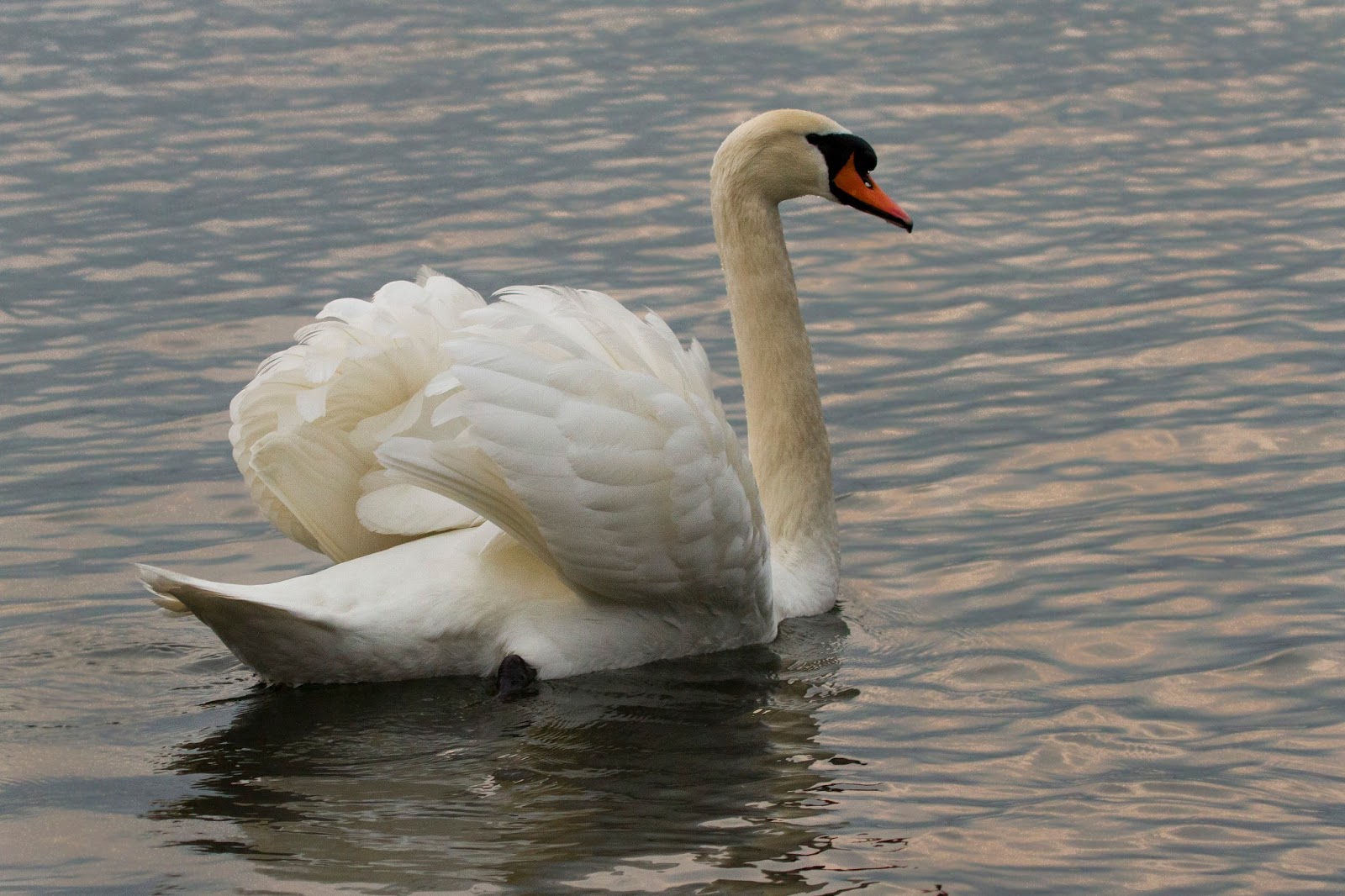 Foto naturalistiche: Cigno reale