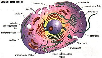 Lico Cabelereiro: Anatomia Capilar