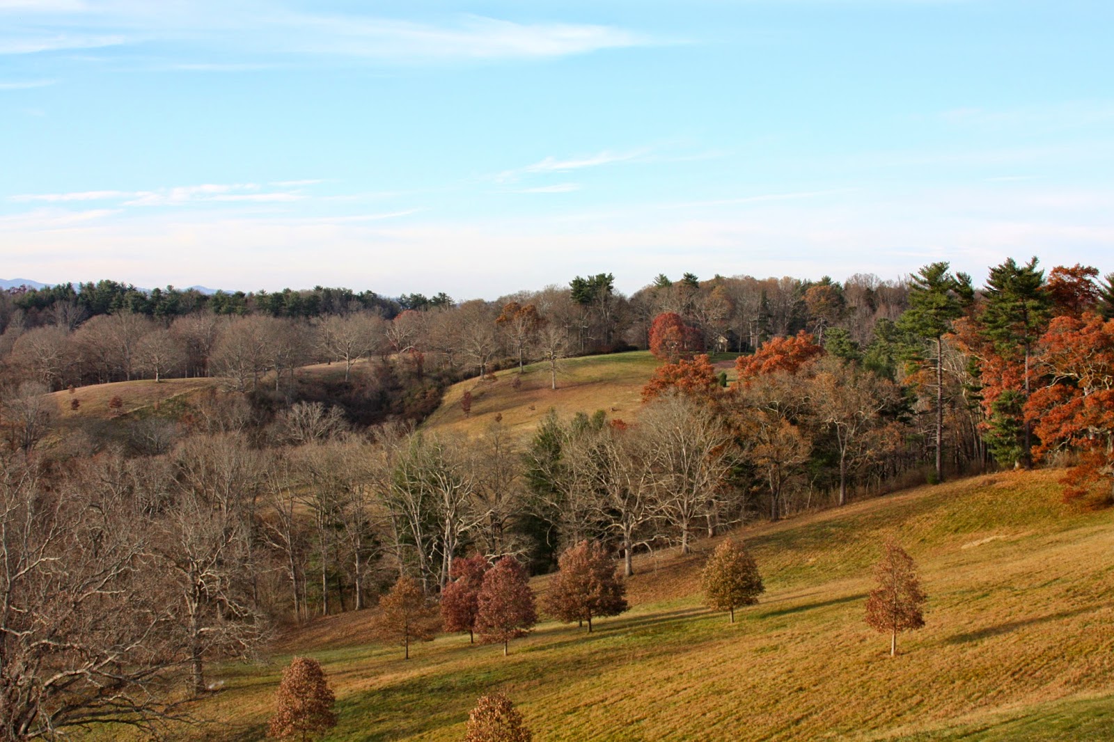 Magnolia Asheville Nc at James Daulton blog