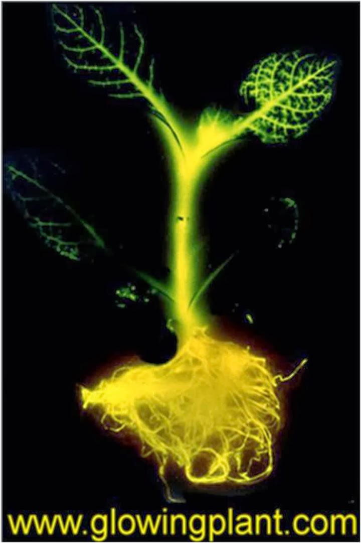 bensozia: The Realm of the New: the Glowing Plant Project