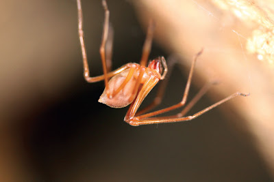 Sciency Thoughts: New species of Cave Spider from Oregon.