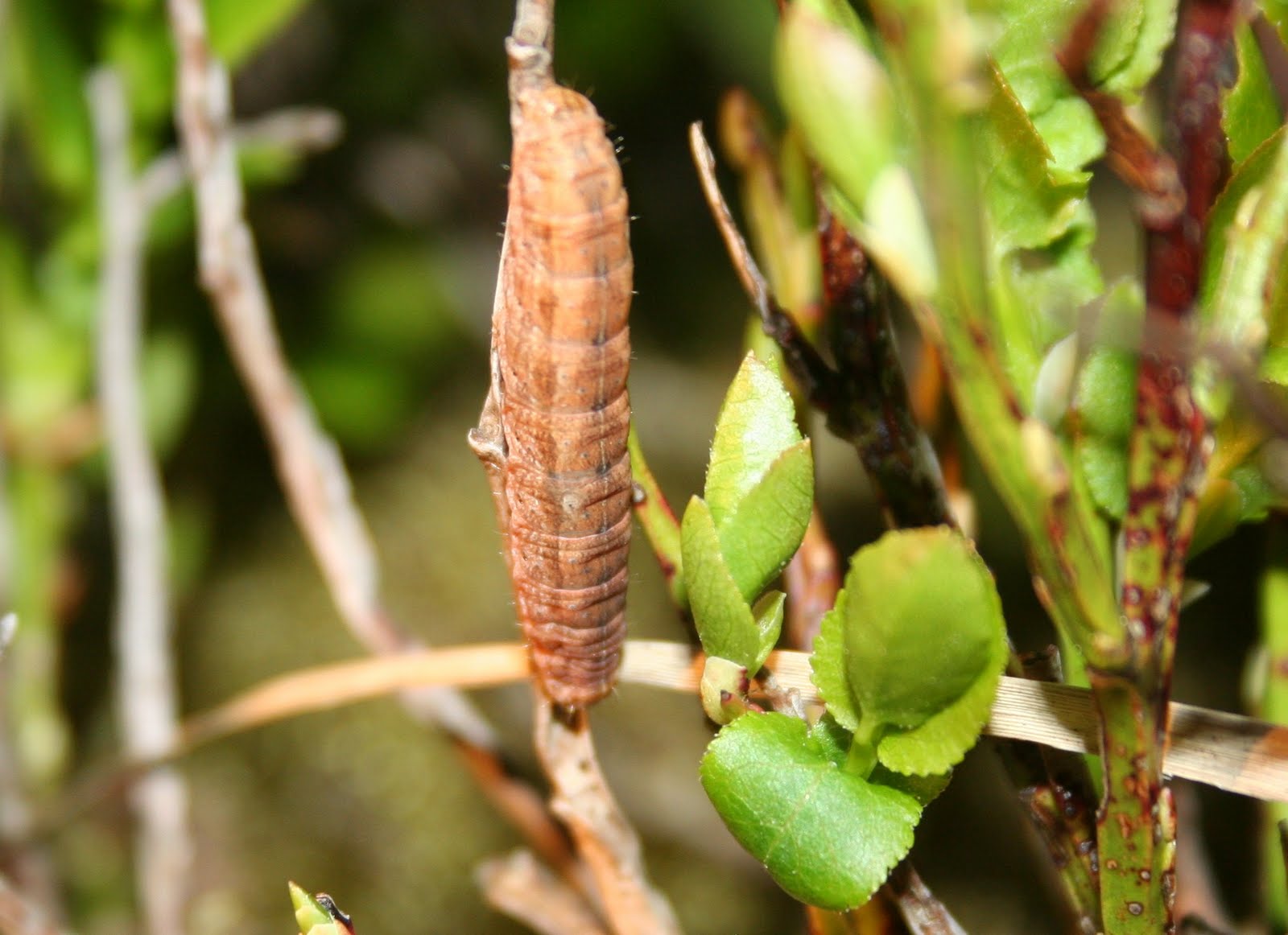 Valley Naturalist: Needle in a haystack - yes its the annual Silurian ...