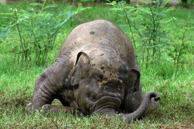 Extravagation: Elephunk