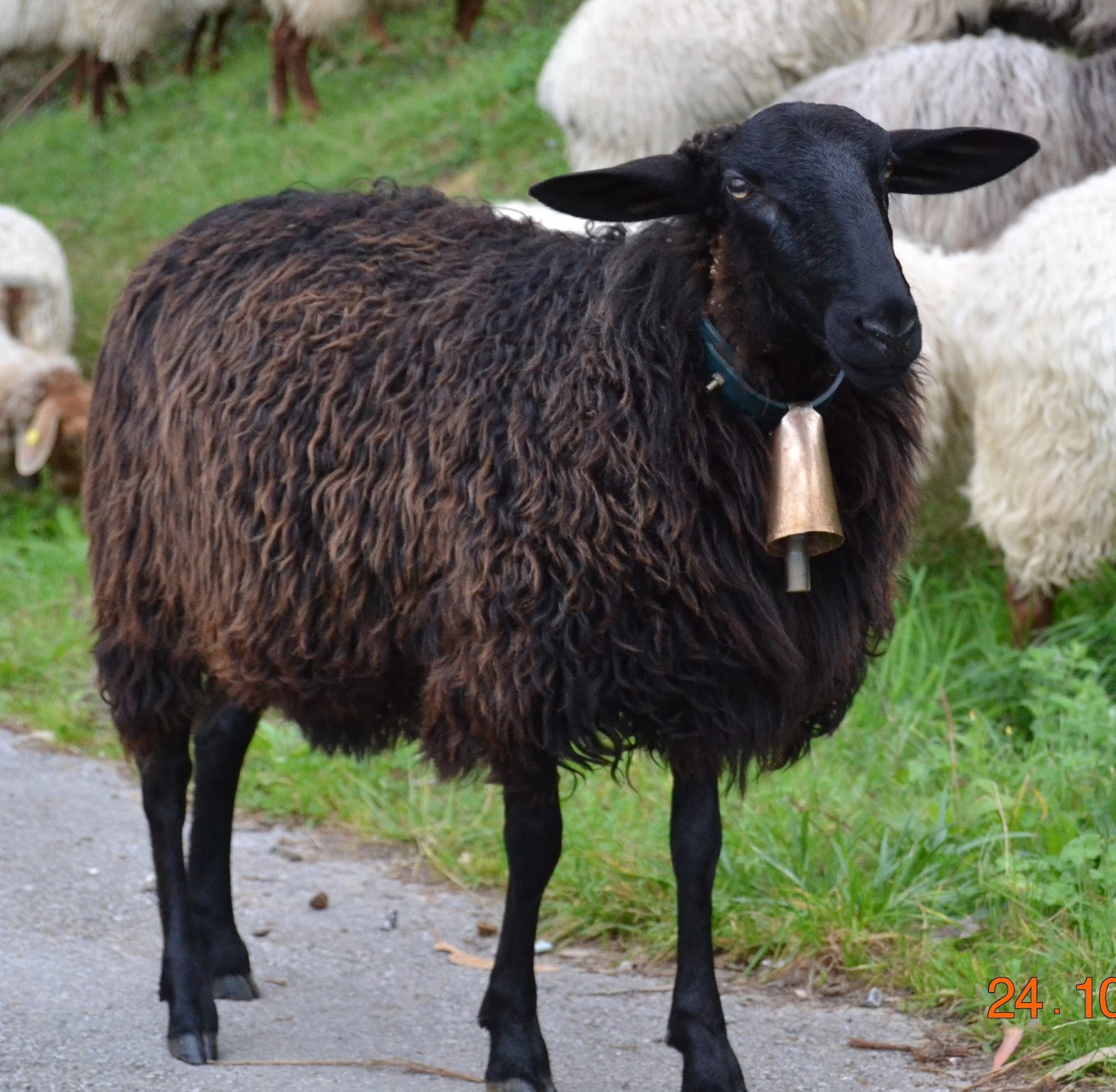 ovejas carranzanas: Oveja Carranzana Cara Negra