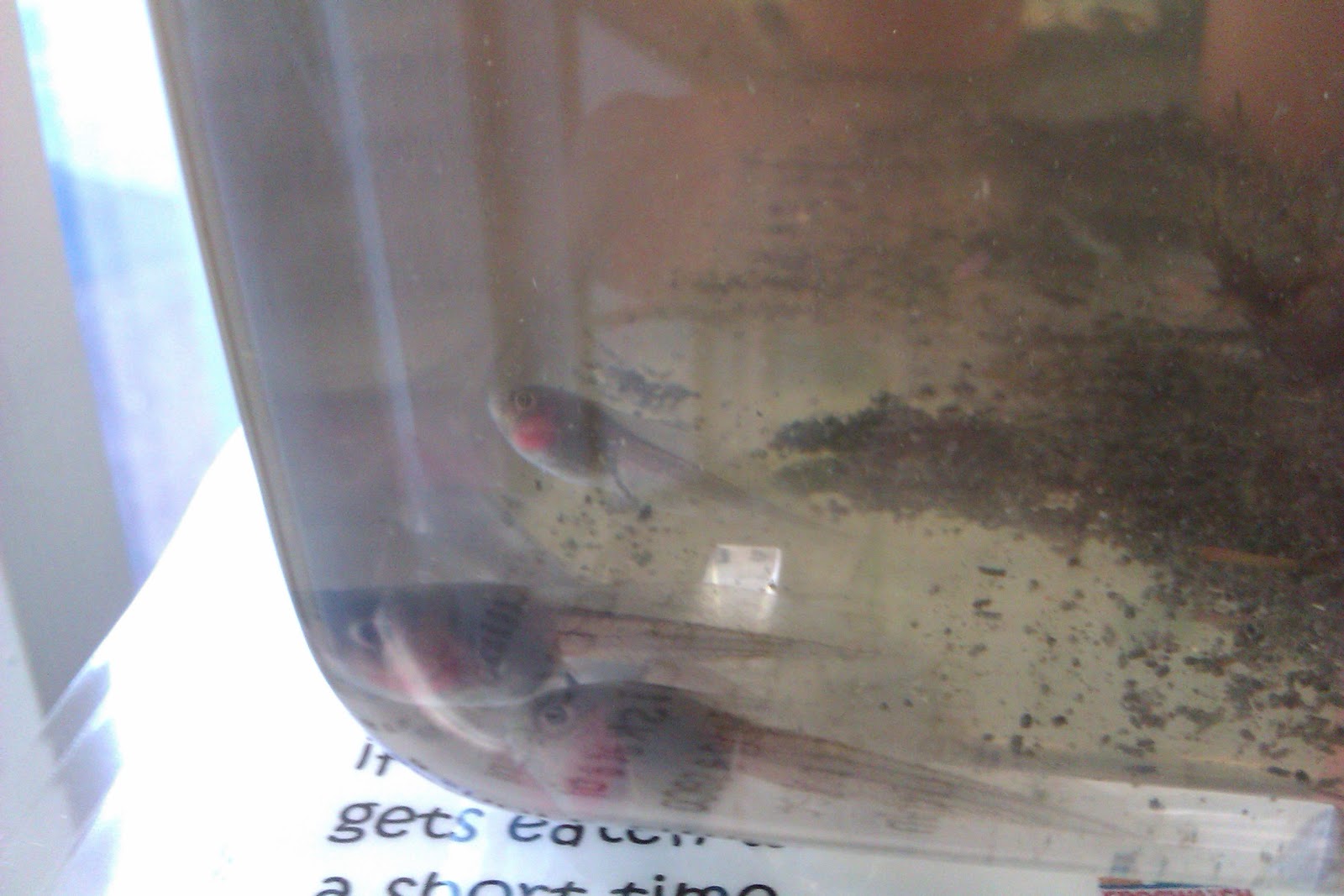 ACT Frogwatch Tadpole Kits: Tadpoles 1 month old