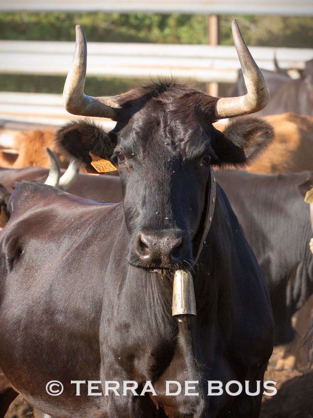 PERDIGÓN, SEMENTAL A PRUEBA EN LA GANADERÍA DE LUCAS