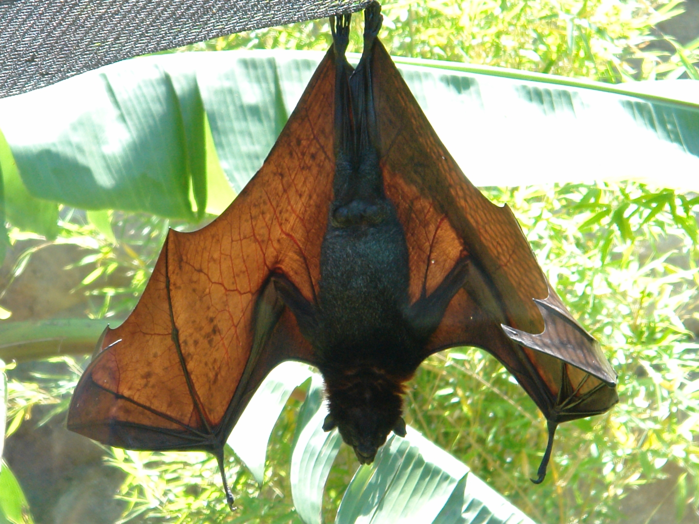 Flying Fox-Malayan