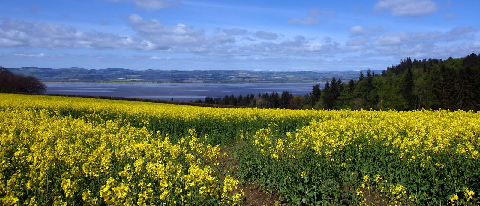 Tour Scotland: Tour Scotland Photographs Fields Of Yellow North Fife