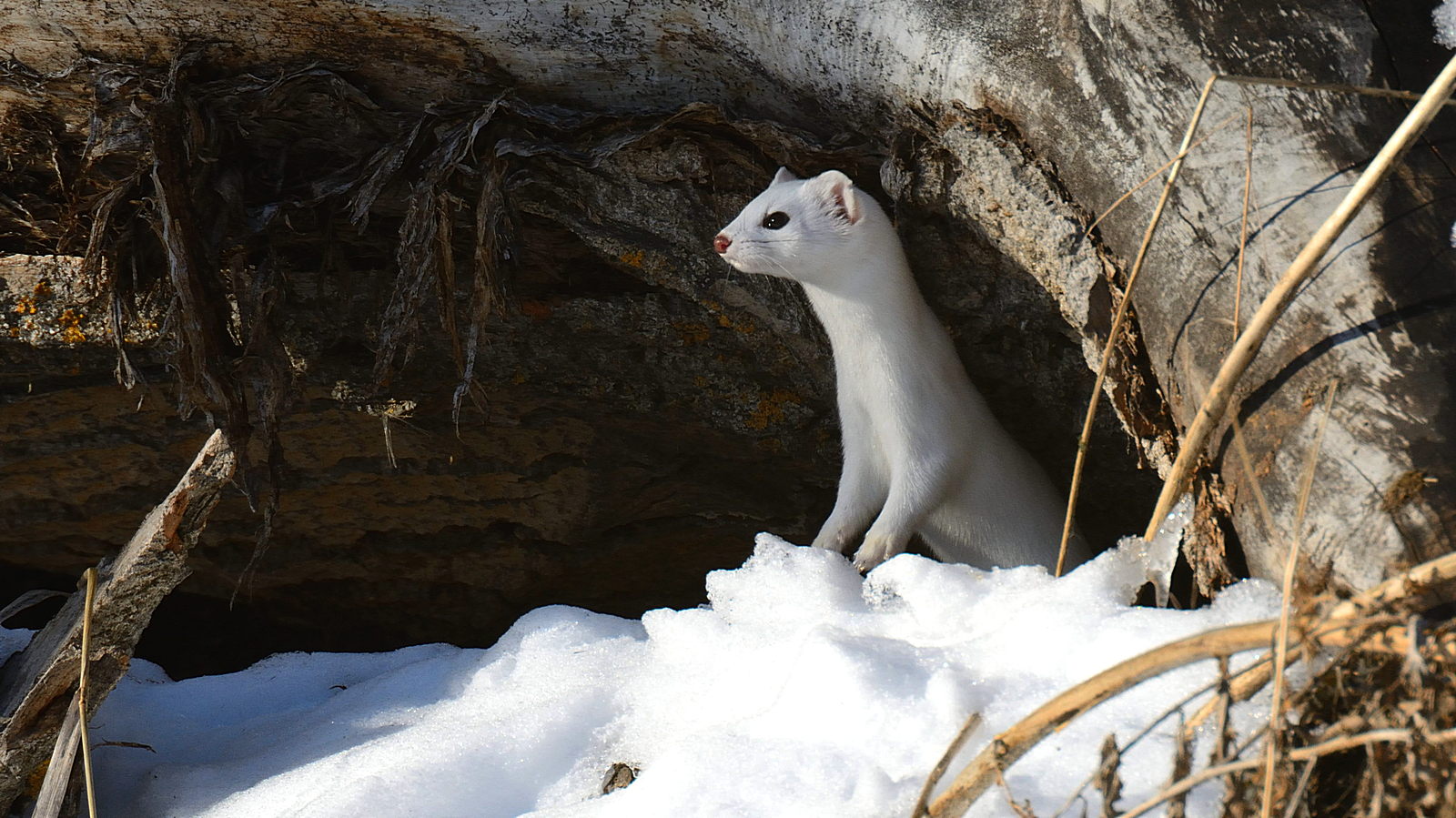 Turbo's Track and Photo Tour: Long-tailed Weasel special (20141118 ...