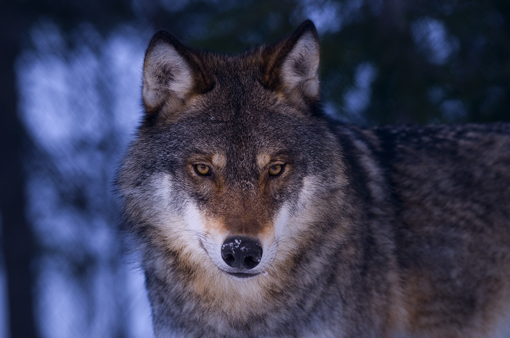 Kjartan Trana´s fotoblogg: Ulv, ulv, ulv!!!