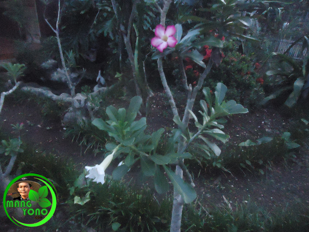 Wow 16+ Gambar Bunga Pangkas Kuning - Gambar Bunga Indah