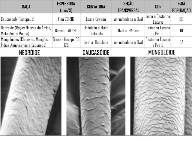 O CABELO É UMA ESTRUTURA MORTA OU VIVA?