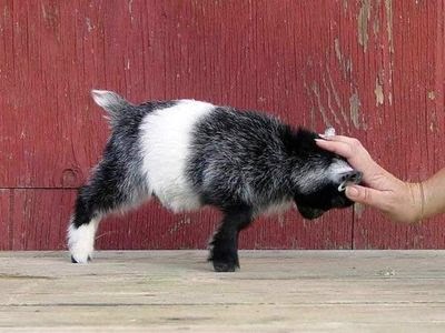 Cute Funny Animalz: Funny Cute And Baby Goats Pictures And Wallpapers 2013