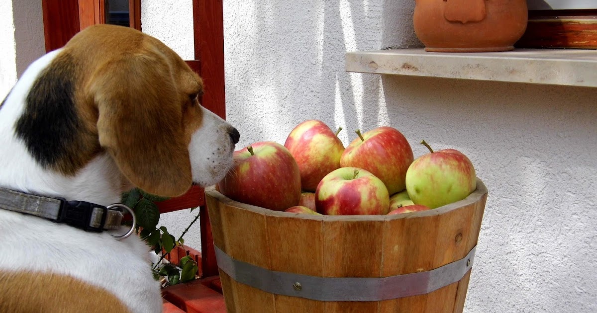 MelindasSewingCorner: Alma, alma, alma/Apple, apple, apple