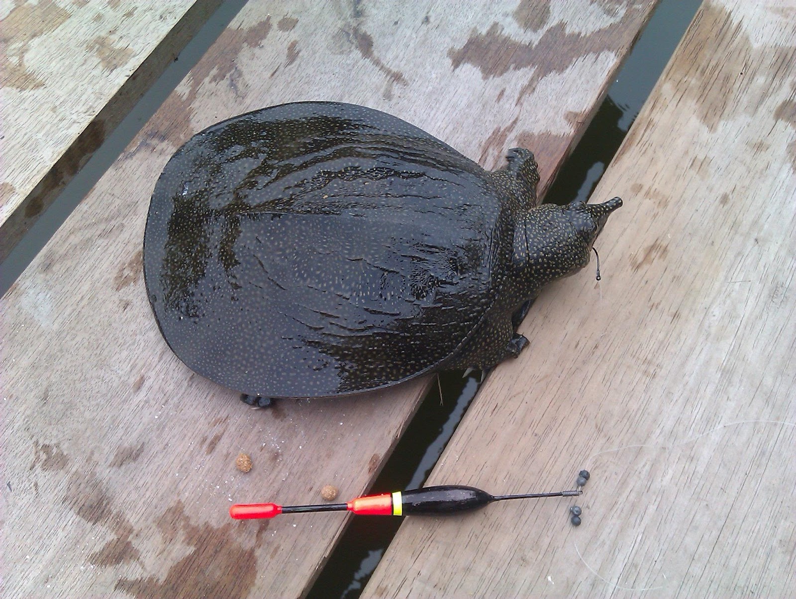 Floating Rigs | THE ANGLERS