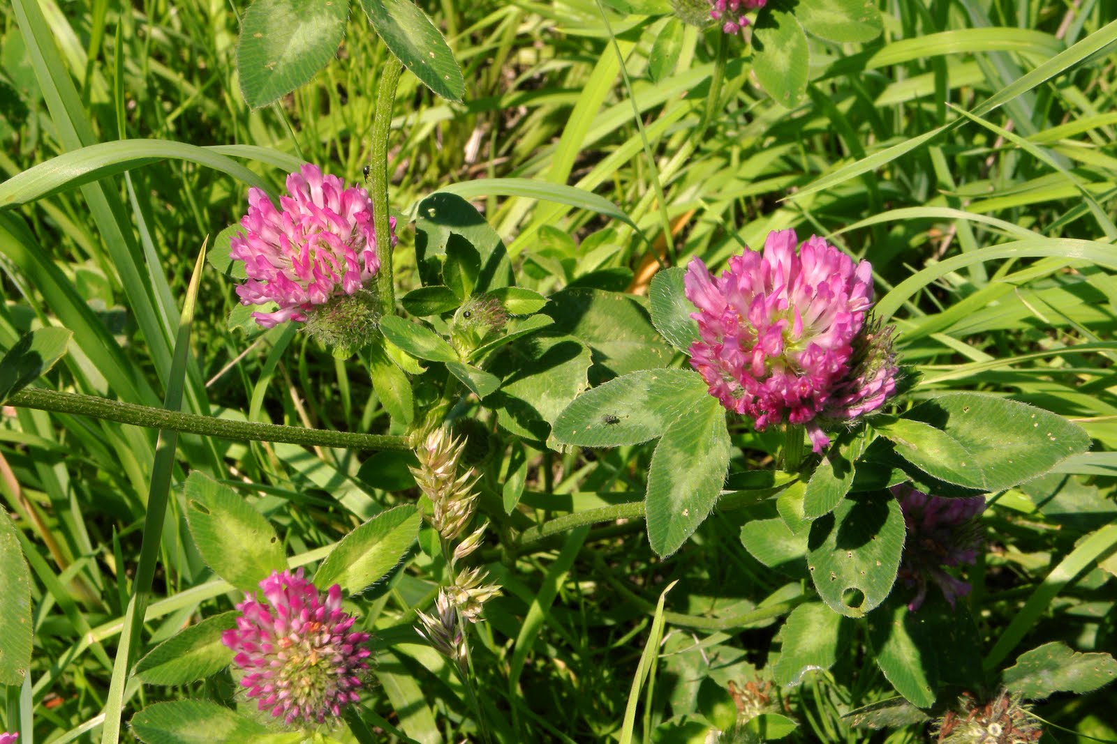 Groen Paradijs: Rode klaver (Trifolium pratense)
