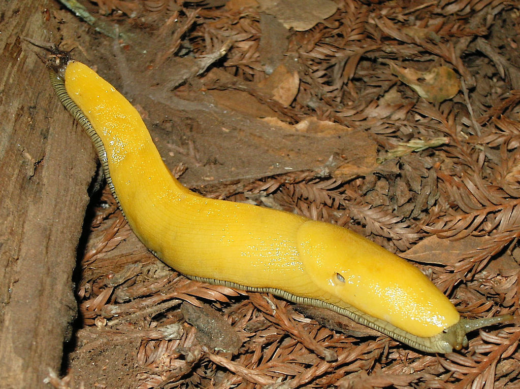 Ken Horn's Personal Blog: Banana Slug, Santa Cruz, Calif.