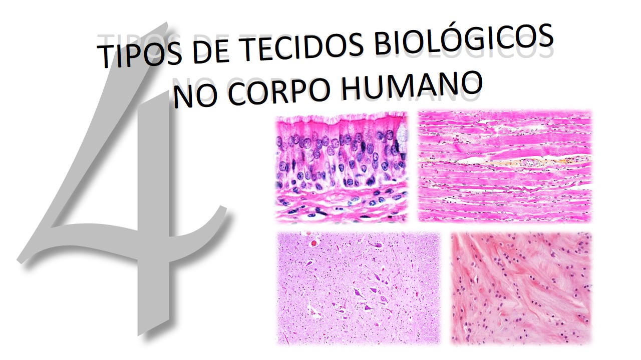 Histologia & Embriologia para Fisioterapia: Tipos de tecidos biológicos ...