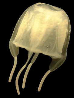 Cnidarios: Tipos de cnidarios