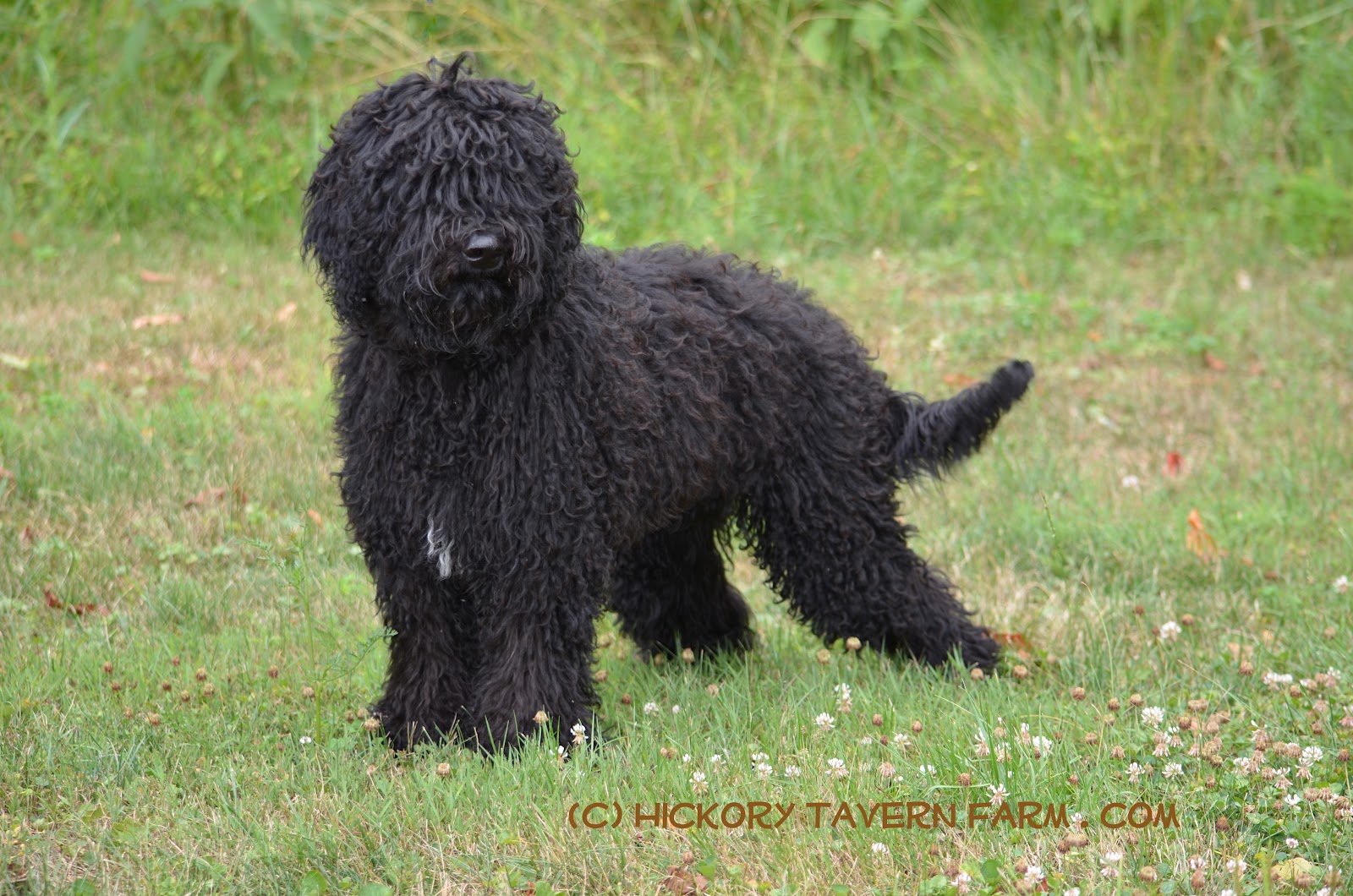 Hickory Tavern Farm Barbet: Learn About The Barbet