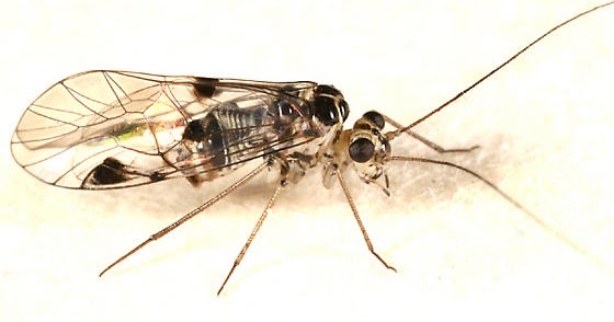 Variety of Life: Psocus