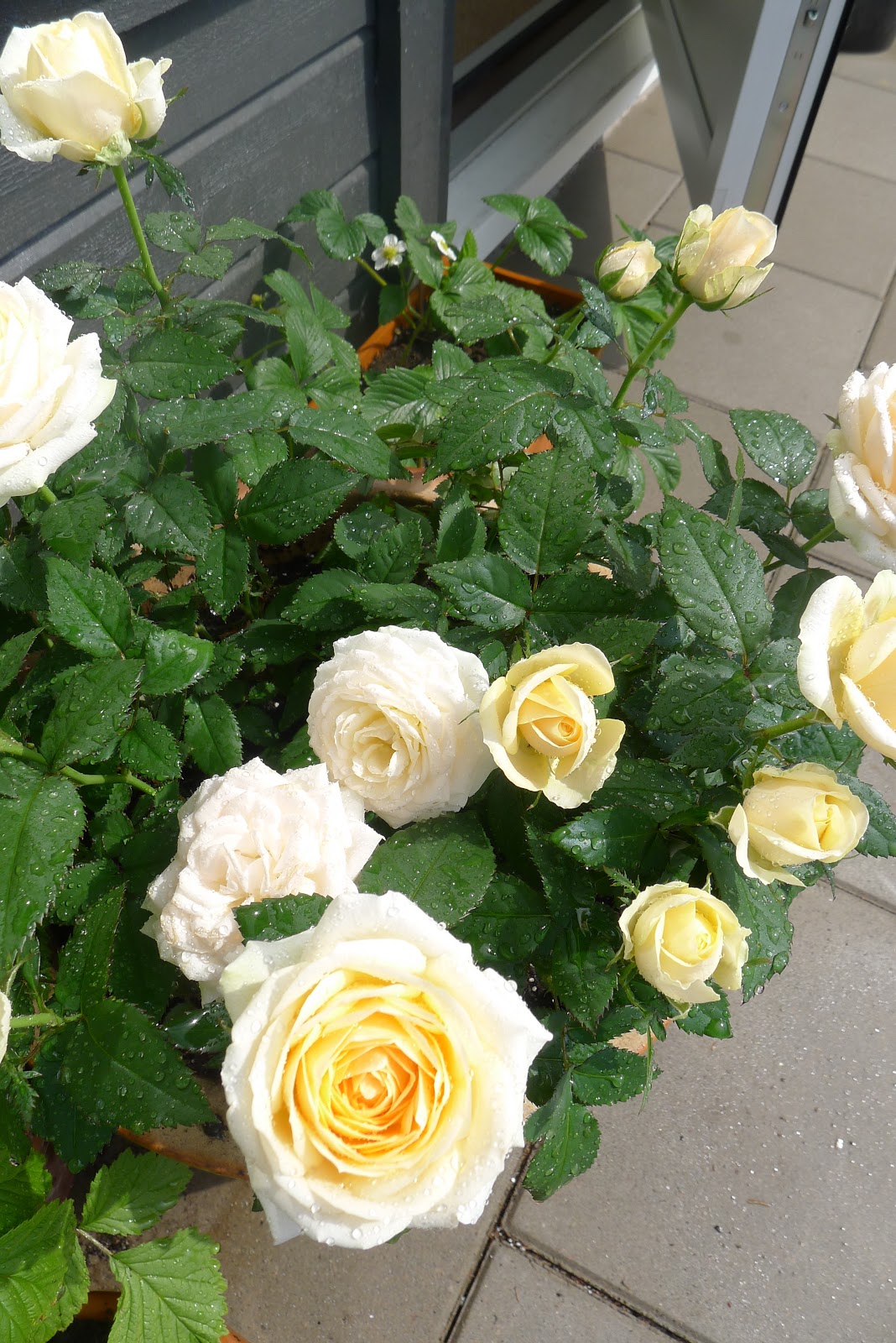 Dalkullans Trädgård: En gul ros