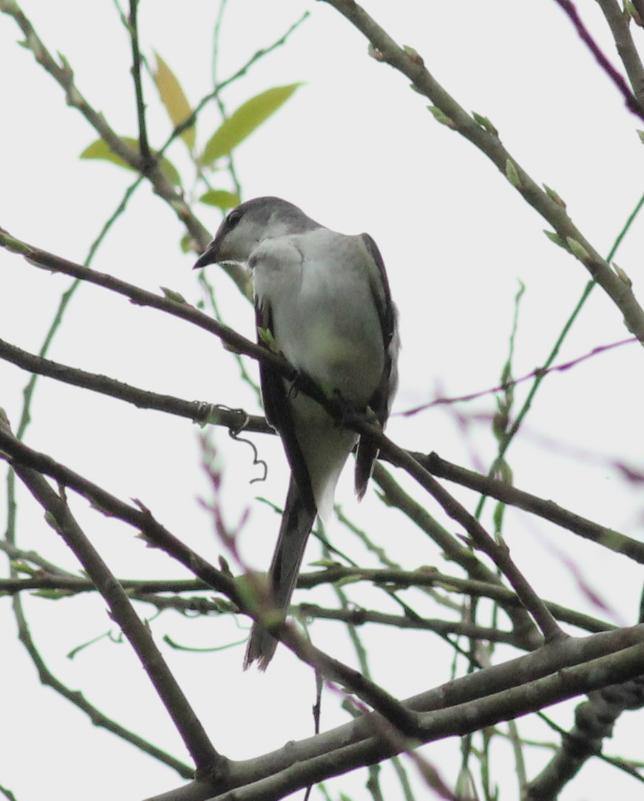 Ron-Nature-Adventures: An Afternoon Birding at Sungai Lepoh, Ulu Langat