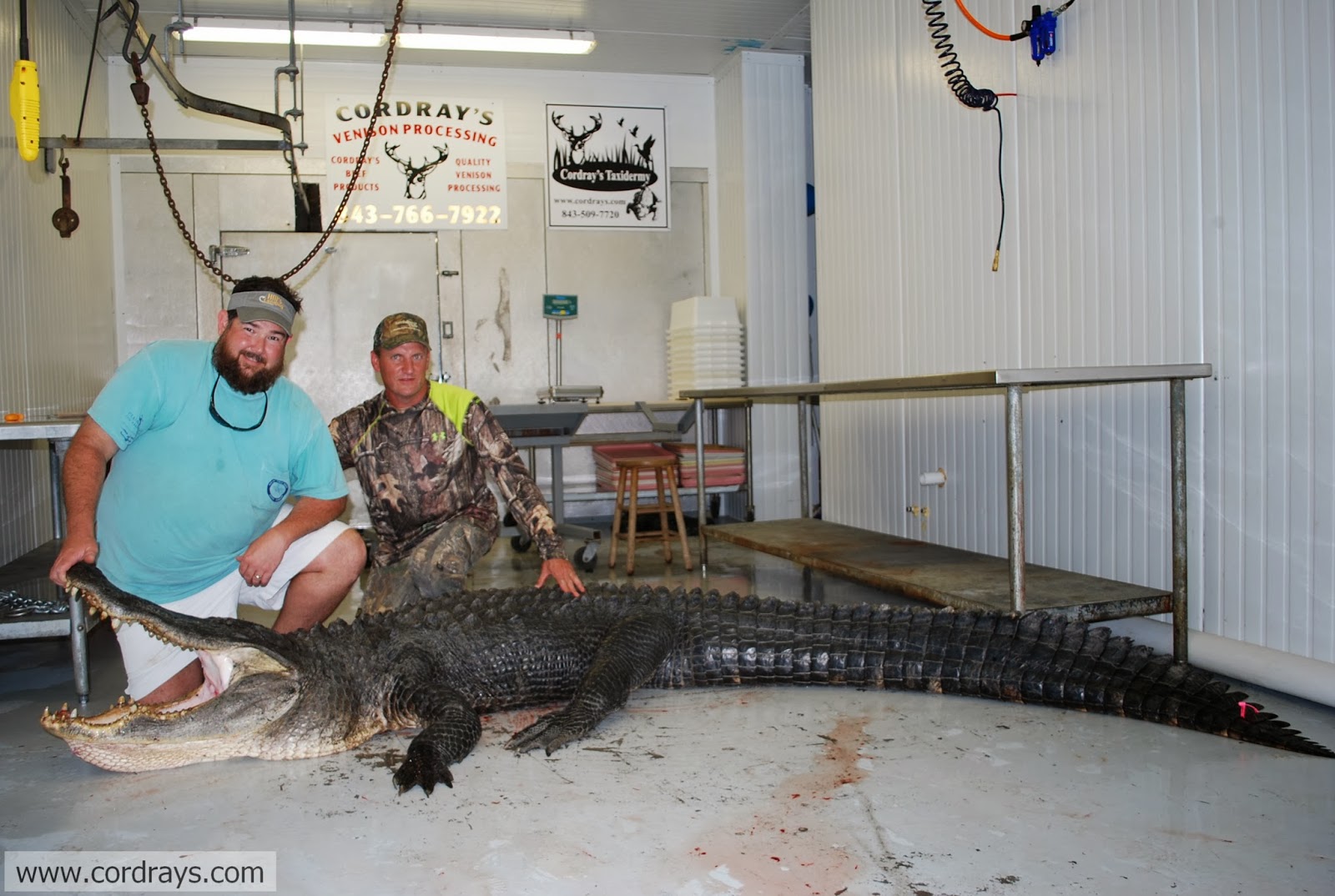 Lowcountry outdoors: Monster Gator Hauled out of Edisto River