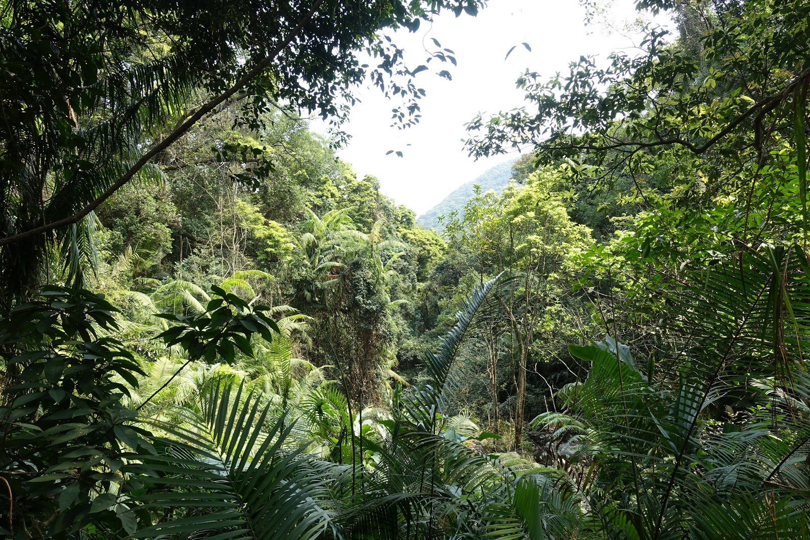 消耗五百食翻一千※香港行山記: 大埔滘藍路 Tai Po Kau Forest Blue Walk