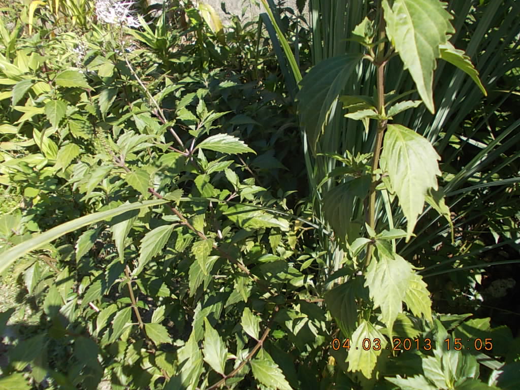 Cheap Cures (Affordable Health Care): Taheebo, (balbas pusa) is anti ...