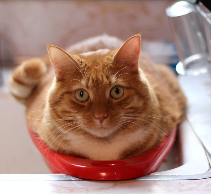 Hovercat Is Hovering