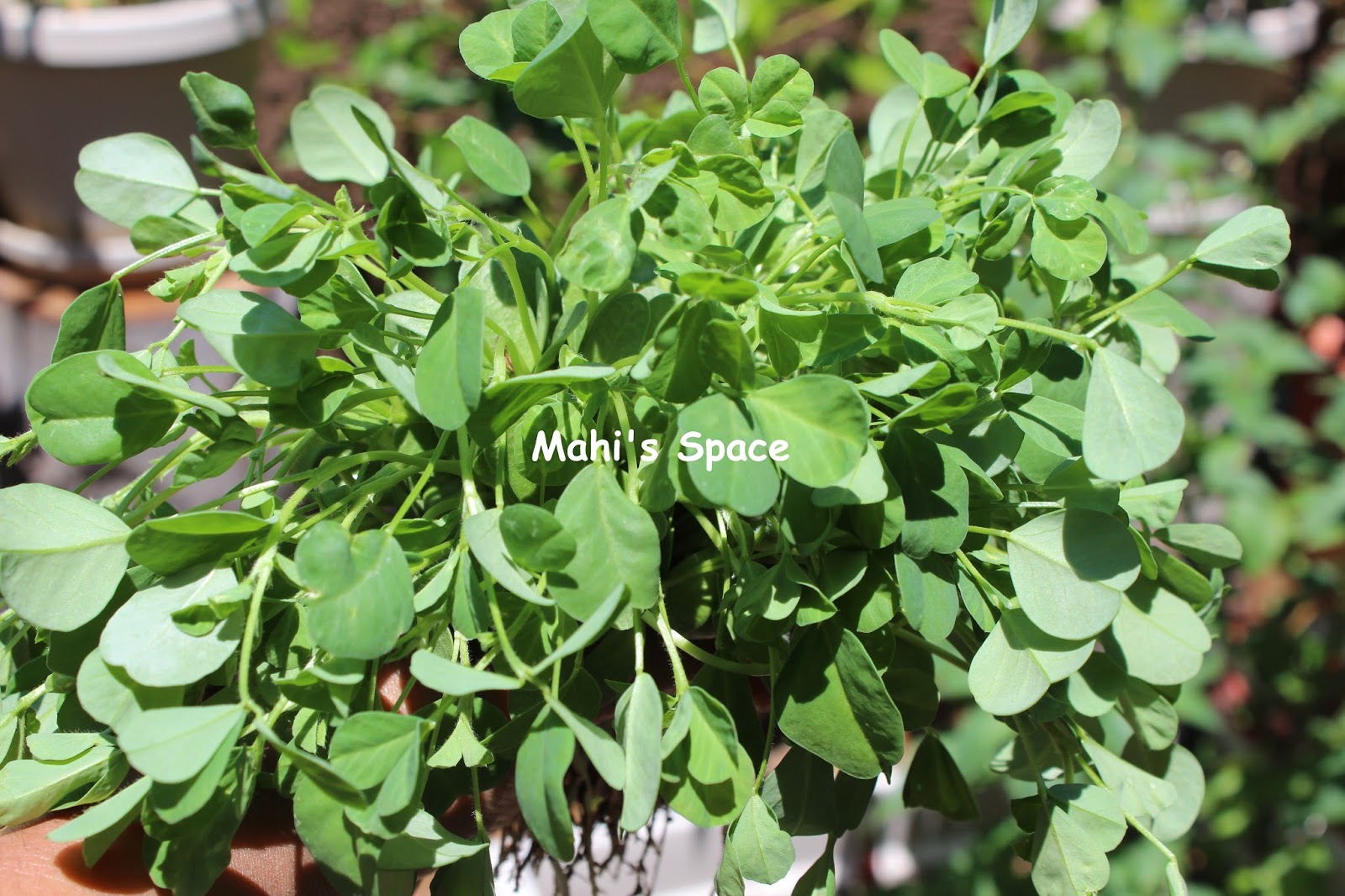 Welcome to Mahi's Space: How to grow Methi at home?-வீட்டில் வெந்தயக் ...