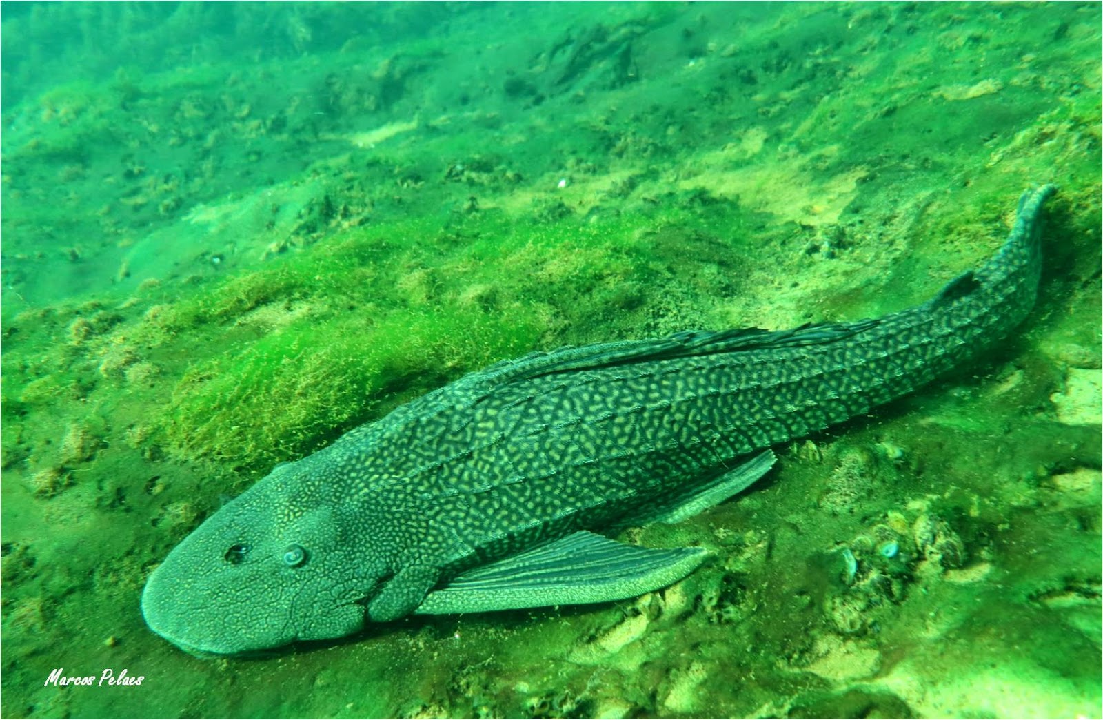 Hidrofilia: Mergulho no Tietê II