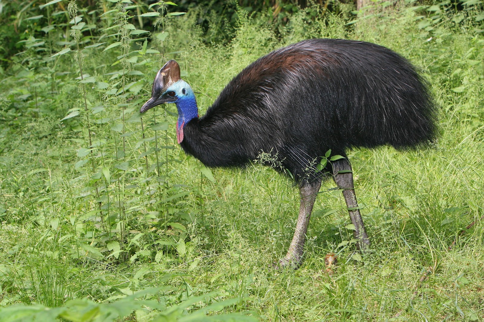 Pasari in lume: Cazuarul (Casuarius casuarius) Cassowaries sunt păsări ...