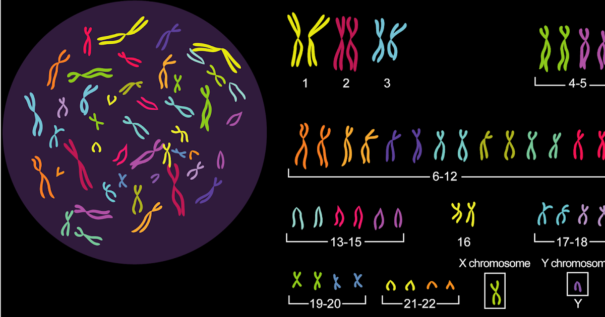 CARYOTYPE HUMAIN ~ COURS de la pharmacie