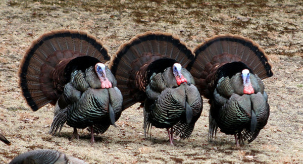 Accessible Hunter: A History of The Wild Turkey in Pa
