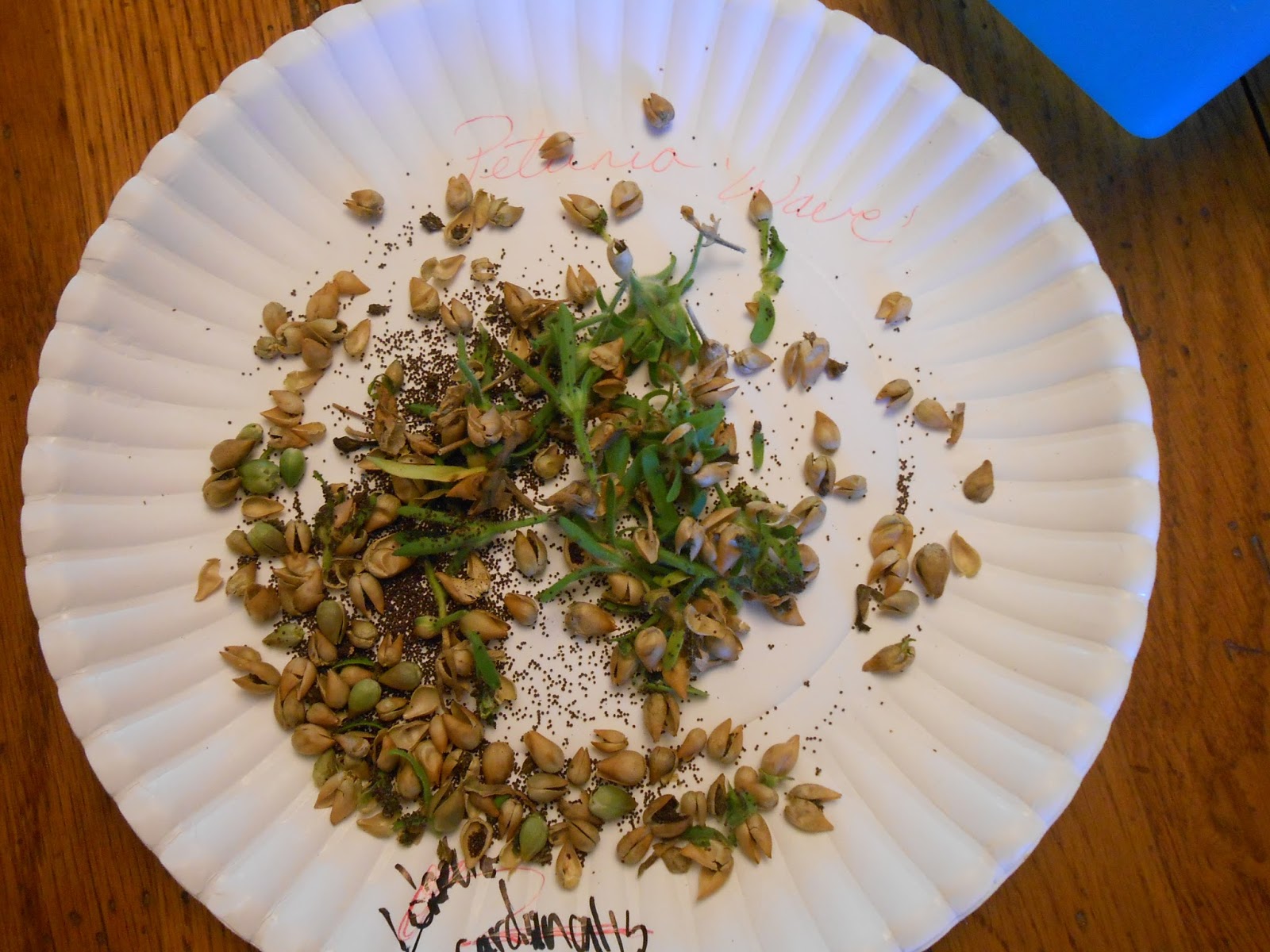 Sproutsandstuff: Saving Petunia Seeds