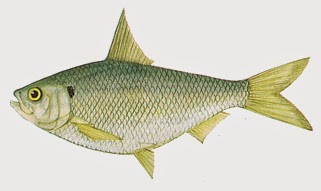 Tum Sikwae ตุ้ม สี่แคว: ปลาตะลุมพุก