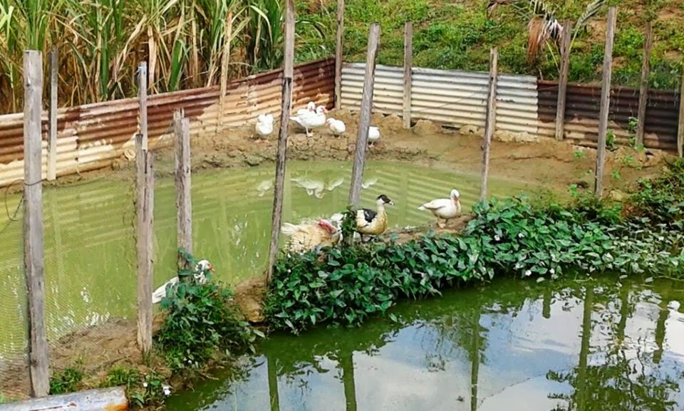 Cinta Manis: Kebun Ayahku Di Kampung