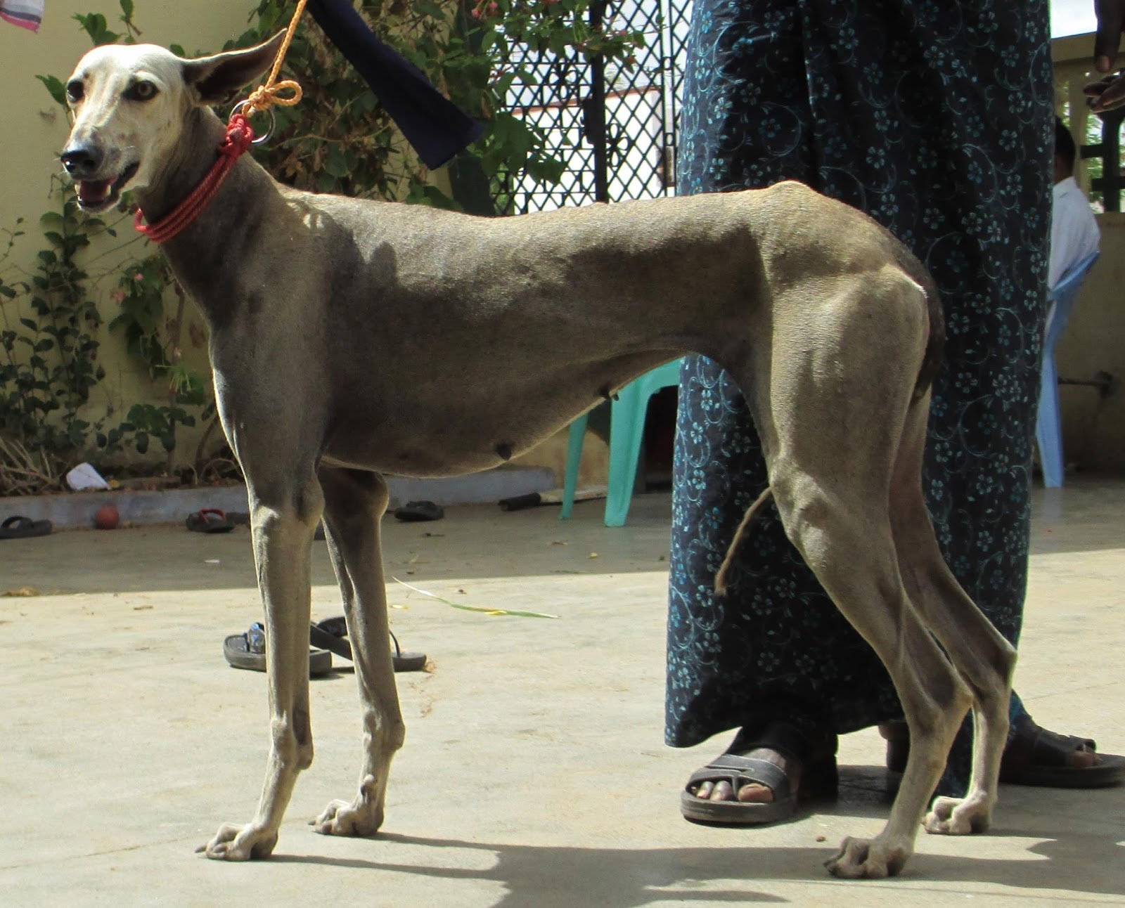 சிறந்த கன்னி நாயின் உயரம் என்ன?