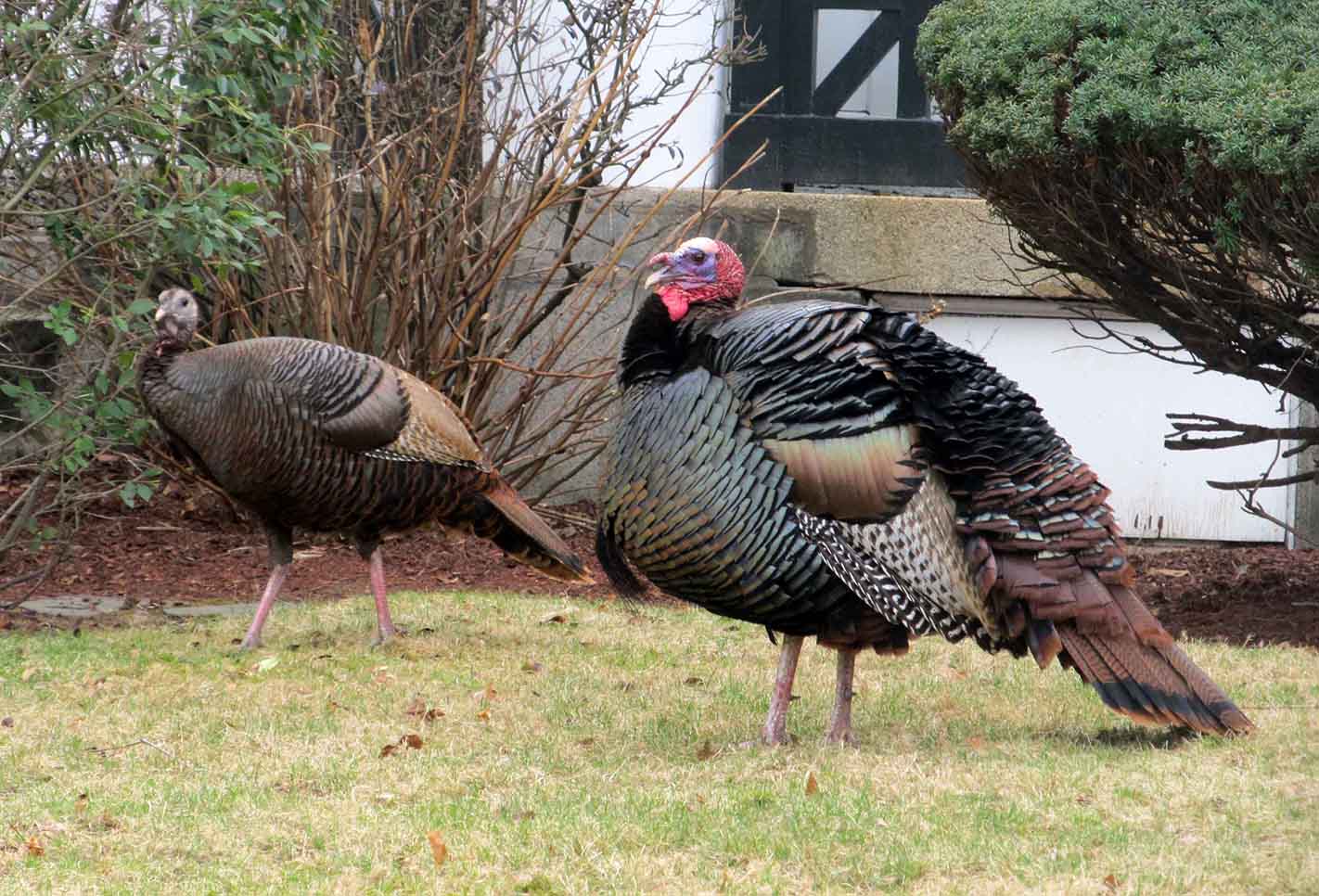 Tell Me a Story: Turkeys