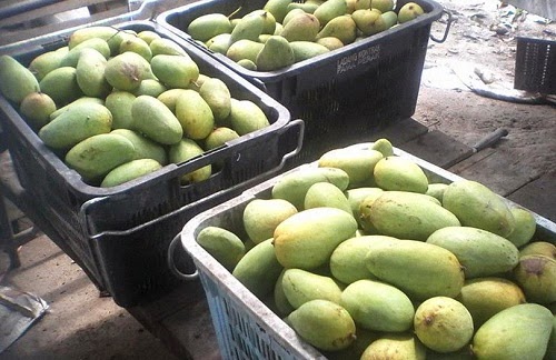 Agromanis: Enjoy Our Harumanis. GOOD TASTE GOOD FRUIT